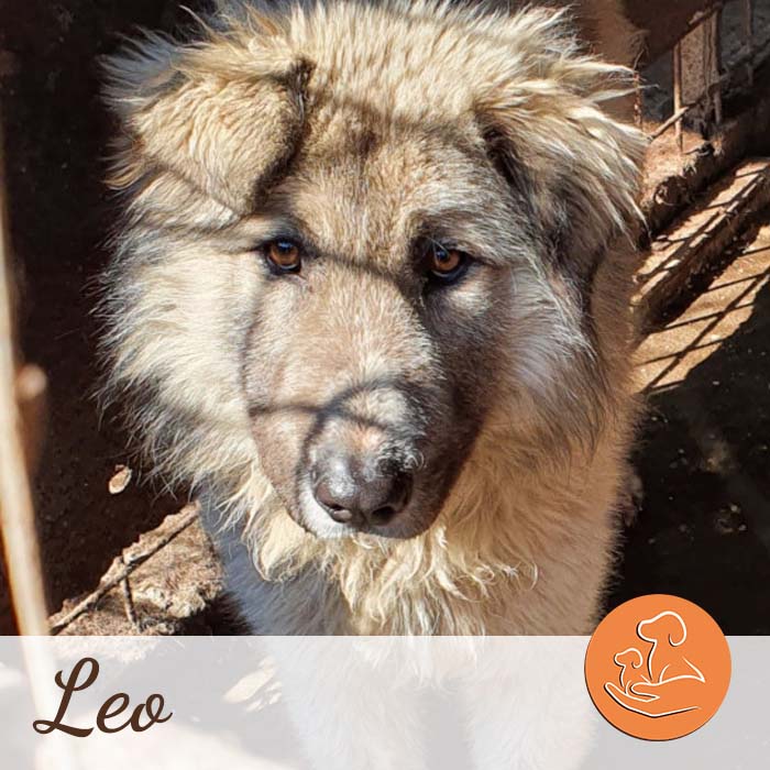 fn_leo_web-1 – Freundeskreis Notfellchen e.V.