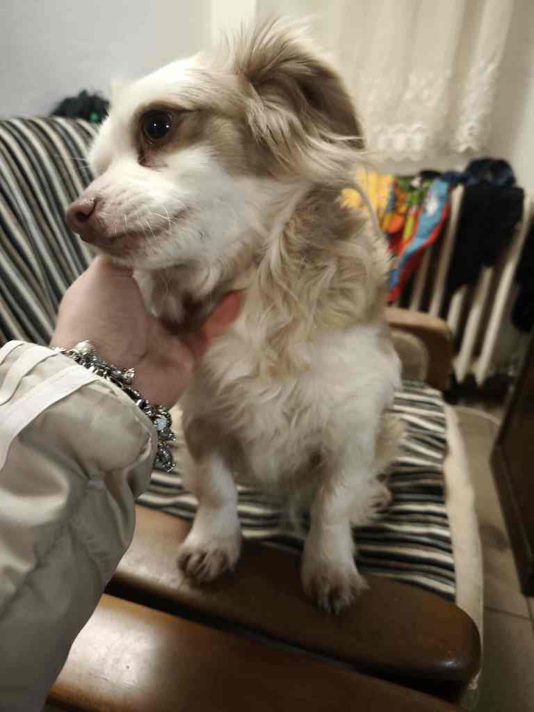 Angie – Liebevolles Zuhause oder Pflegestelle gesucht – Freundeskreis ...