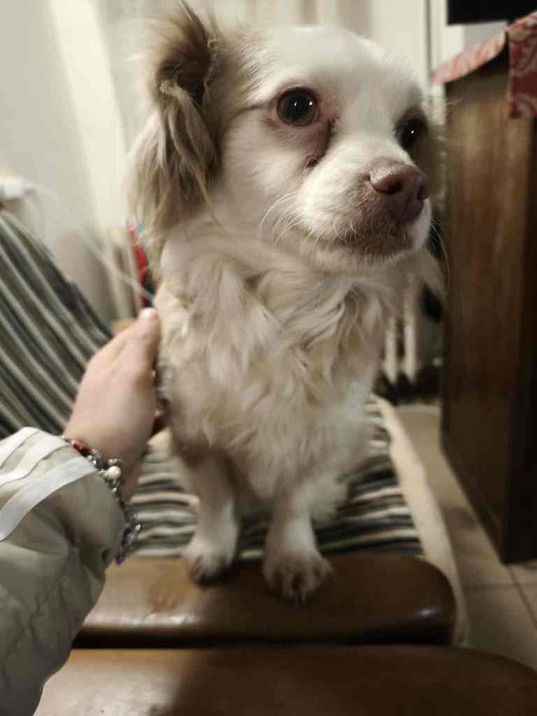 Angie – Liebevolles Zuhause oder Pflegestelle gesucht – Freundeskreis ...