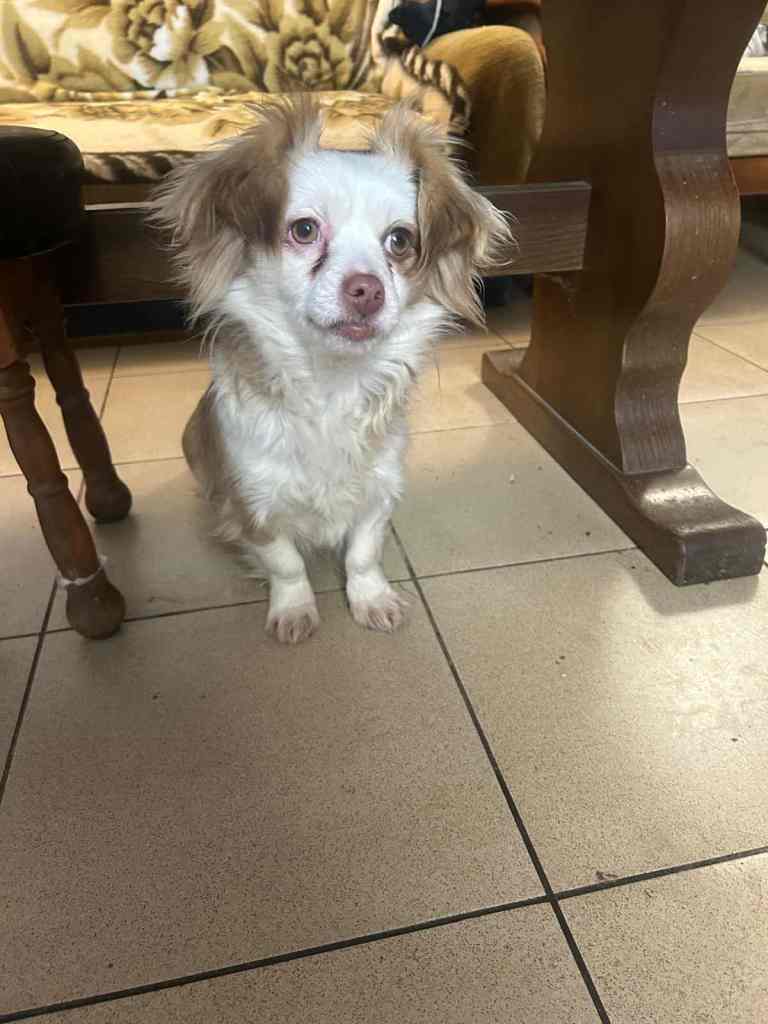 Angie – Liebevolles Zuhause oder Pflegestelle gesucht – Freundeskreis ...