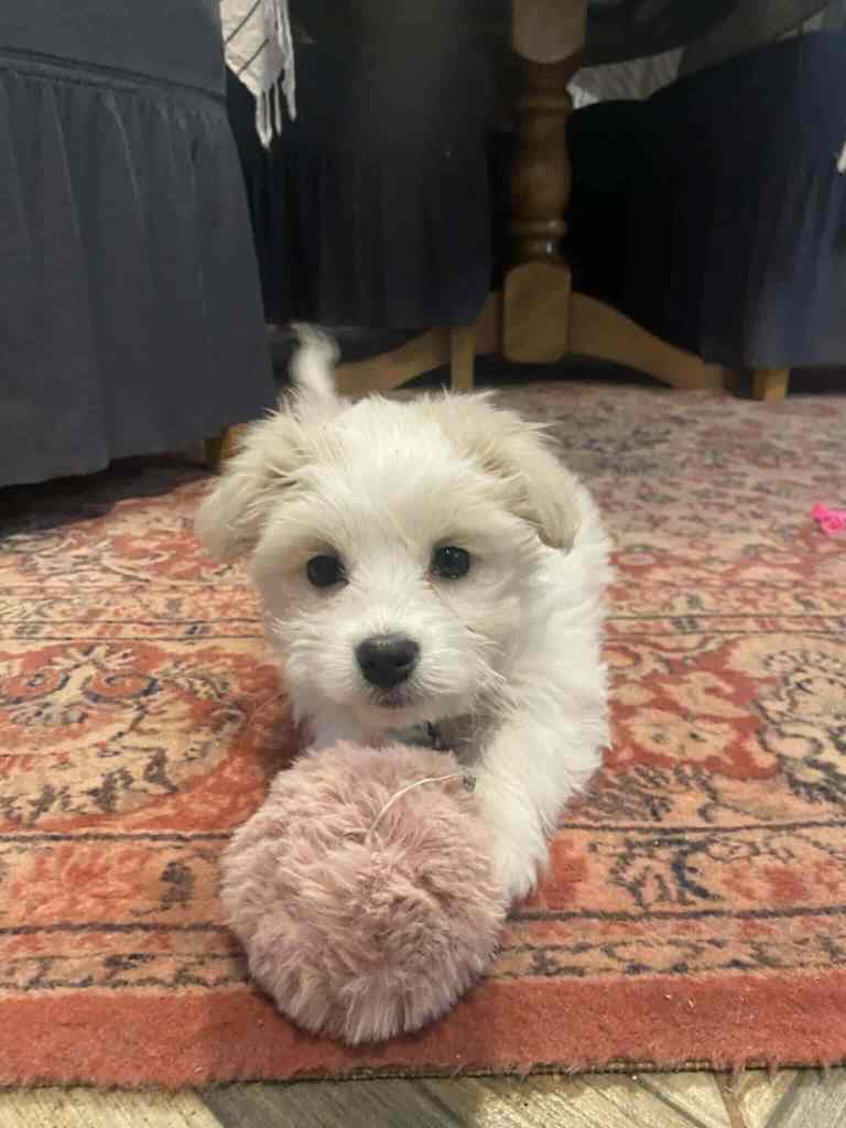 Roua – Liebevolles Zuhause oder Pflegestelle gesucht – Freundeskreis ...