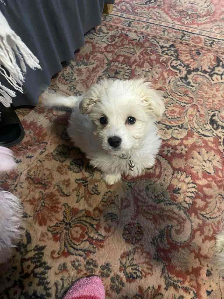 Roua – Liebevolles Zuhause oder Pflegestelle gesucht – Freundeskreis ...