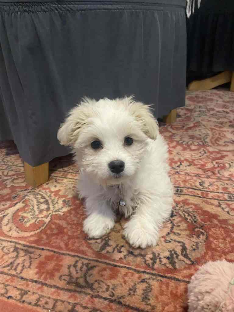 Roua – Liebevolles Zuhause oder Pflegestelle gesucht – Freundeskreis ...