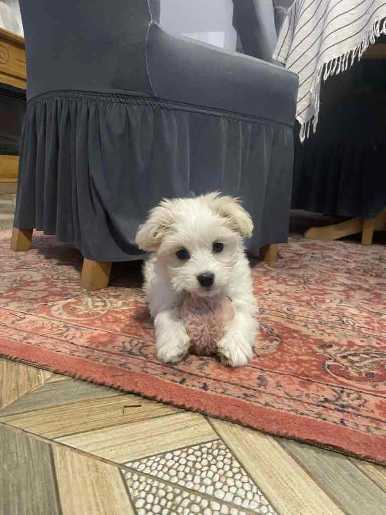 Roua – Liebevolles Zuhause oder Pflegestelle gesucht – Freundeskreis ...