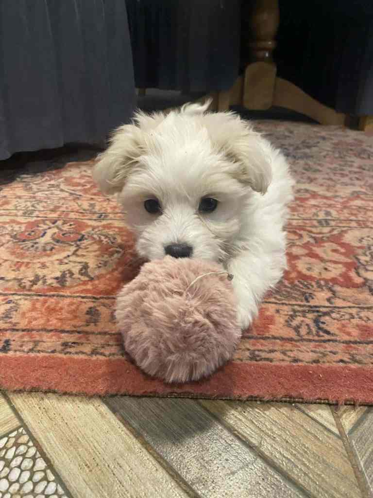 Roua – Liebevolles Zuhause oder Pflegestelle gesucht – Freundeskreis ...